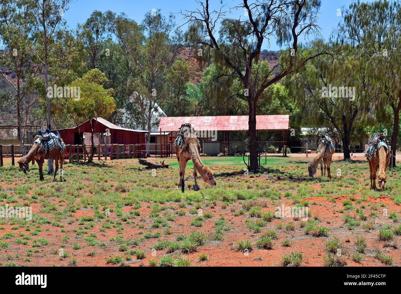 Stuart Well, NT, Australia - November 15, 2017: Camel farm on Stuart ...