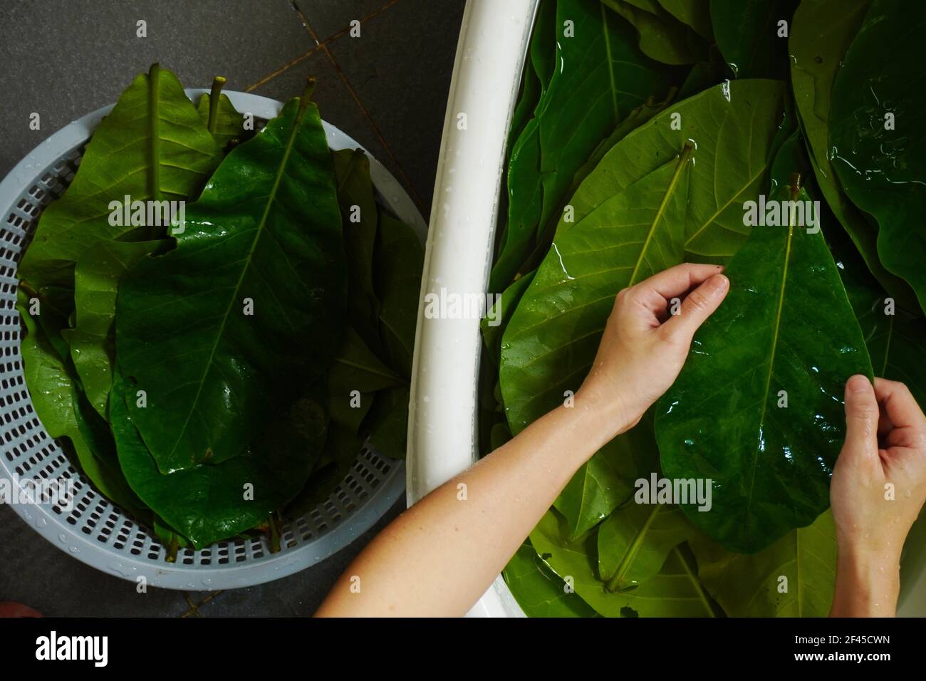 Teak leaves are used traditionally on Java as food wrappers, including ...