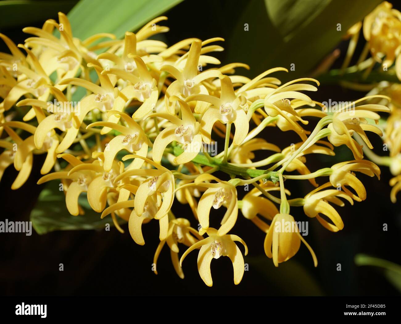 The cluster of the tiny yellow Dendrobium Speciosum orchid flowers from ...