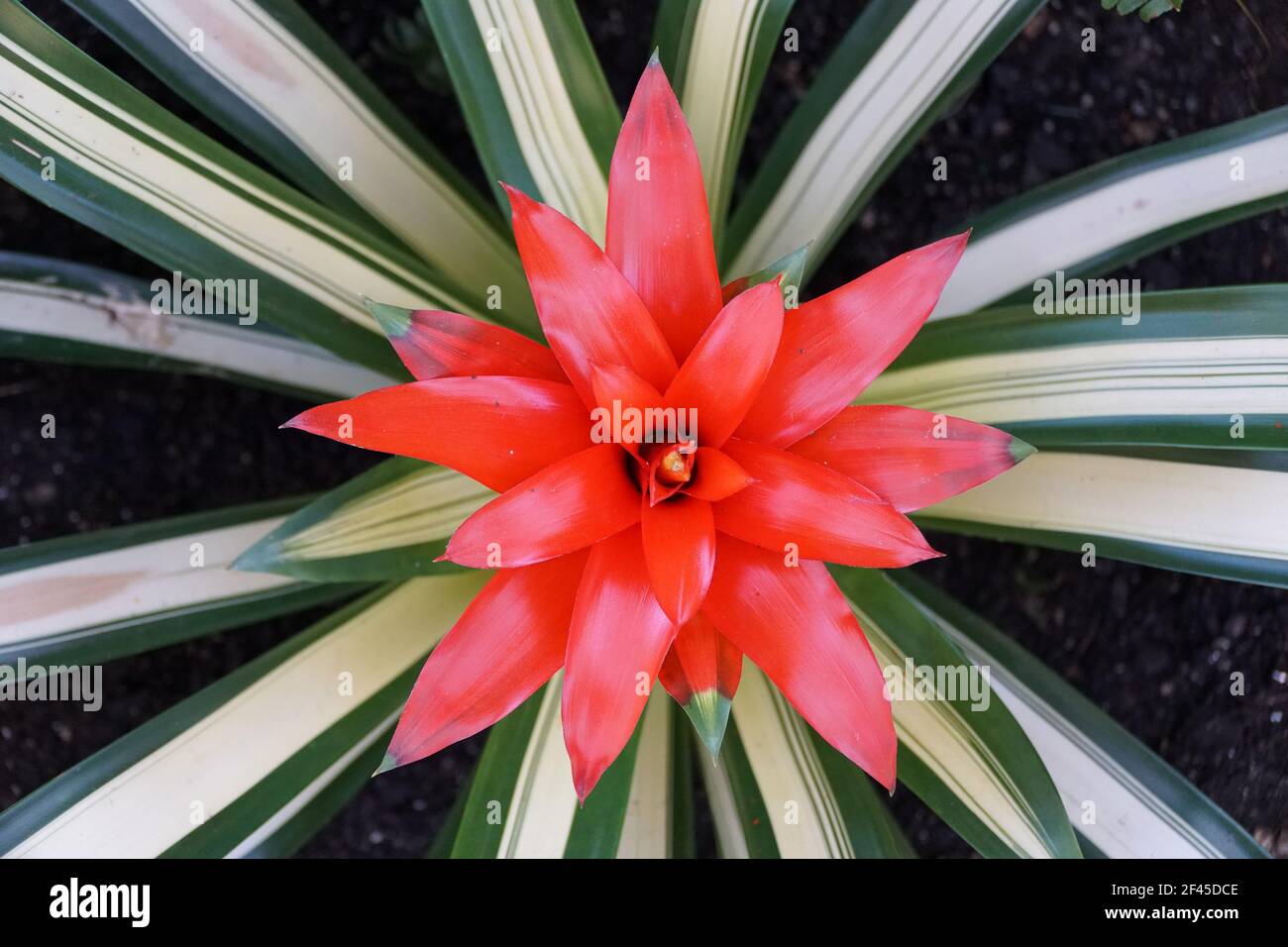Green, white and bright red colors of Guzmania 'George' plant Stock ...