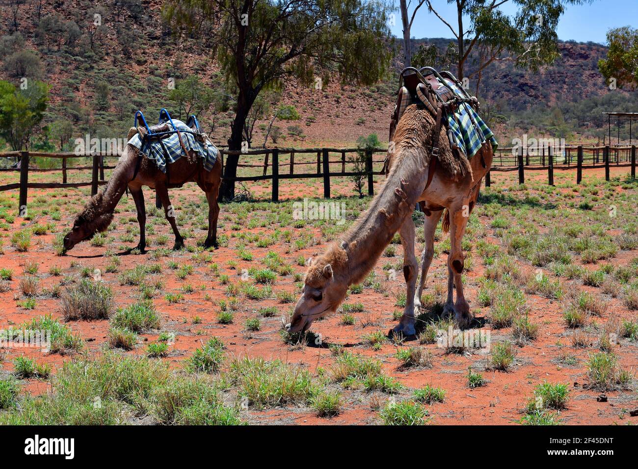 Australia, NT, camel for ride into outback Stock Photo - Alamy