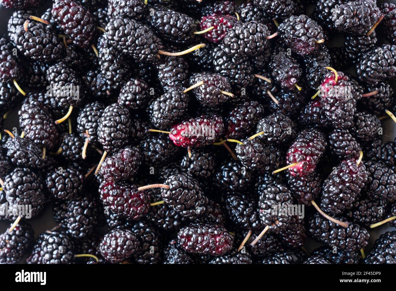 Fresh mulberries background. Texture mulberries close up. Background of ...