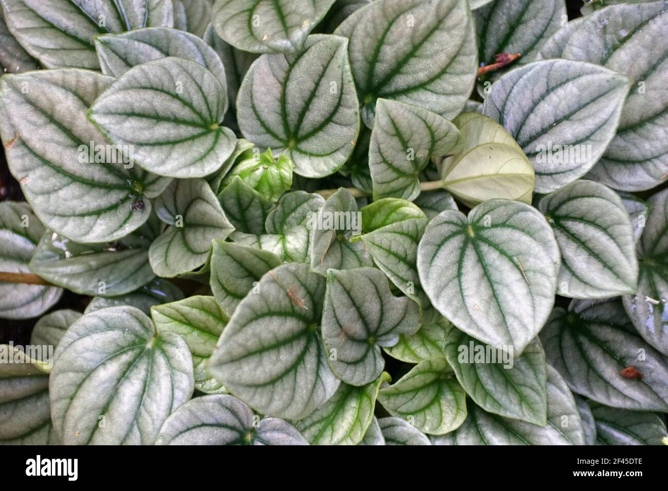 Green leaves of Emerald-Ripple Peperomia 'Silver Ripple', a tropical ...