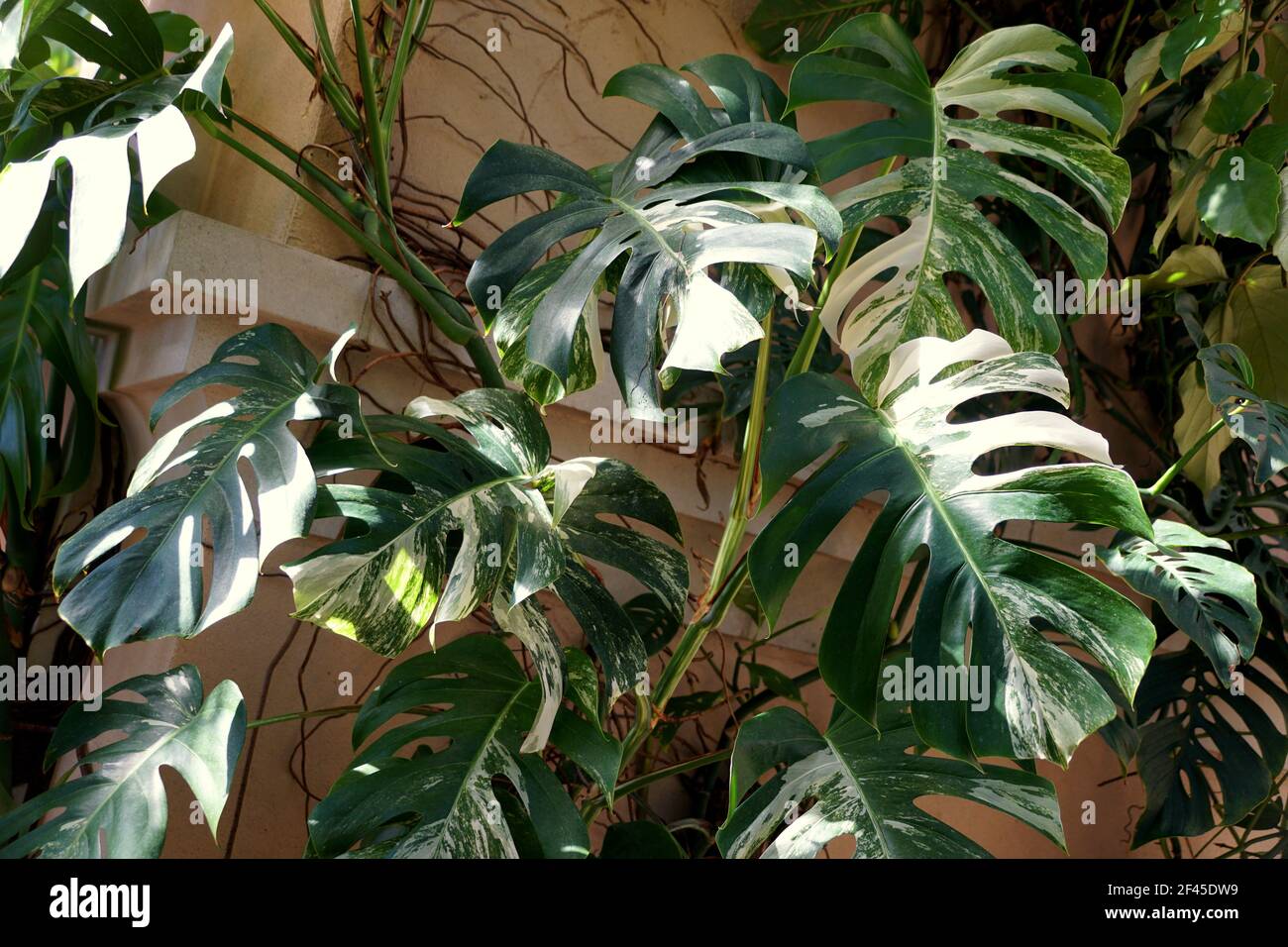 A fully grown variegated Monstera Albo Borsigiana plant Stock Photo - Alamy