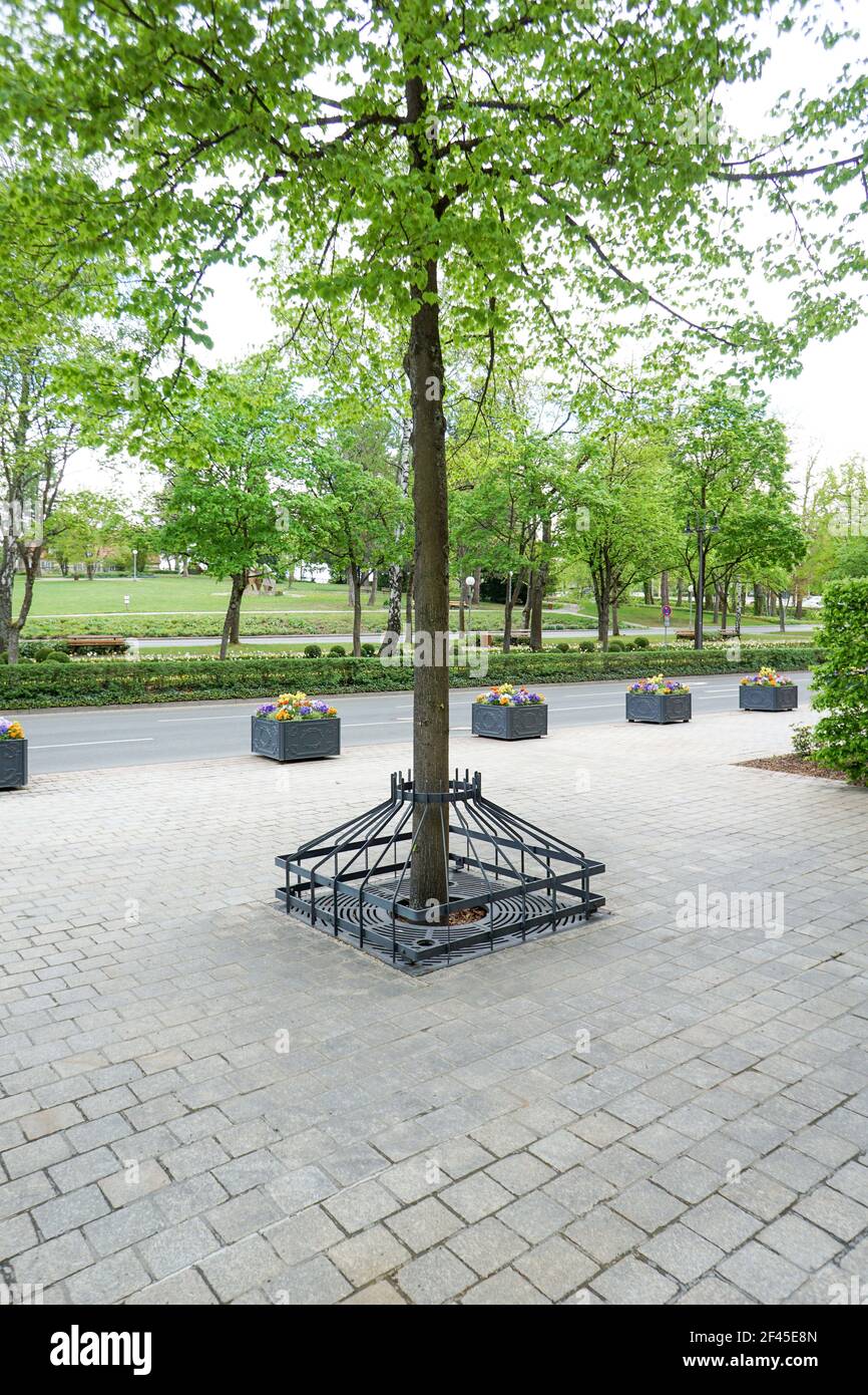 A vertical shot of a tree in the middle of pavement bricks pathway in a ...