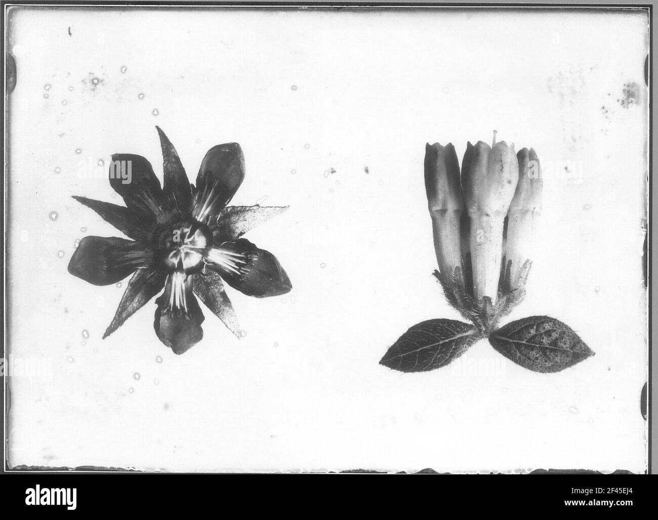 Loasa hi-res stock photography and images - Alamy