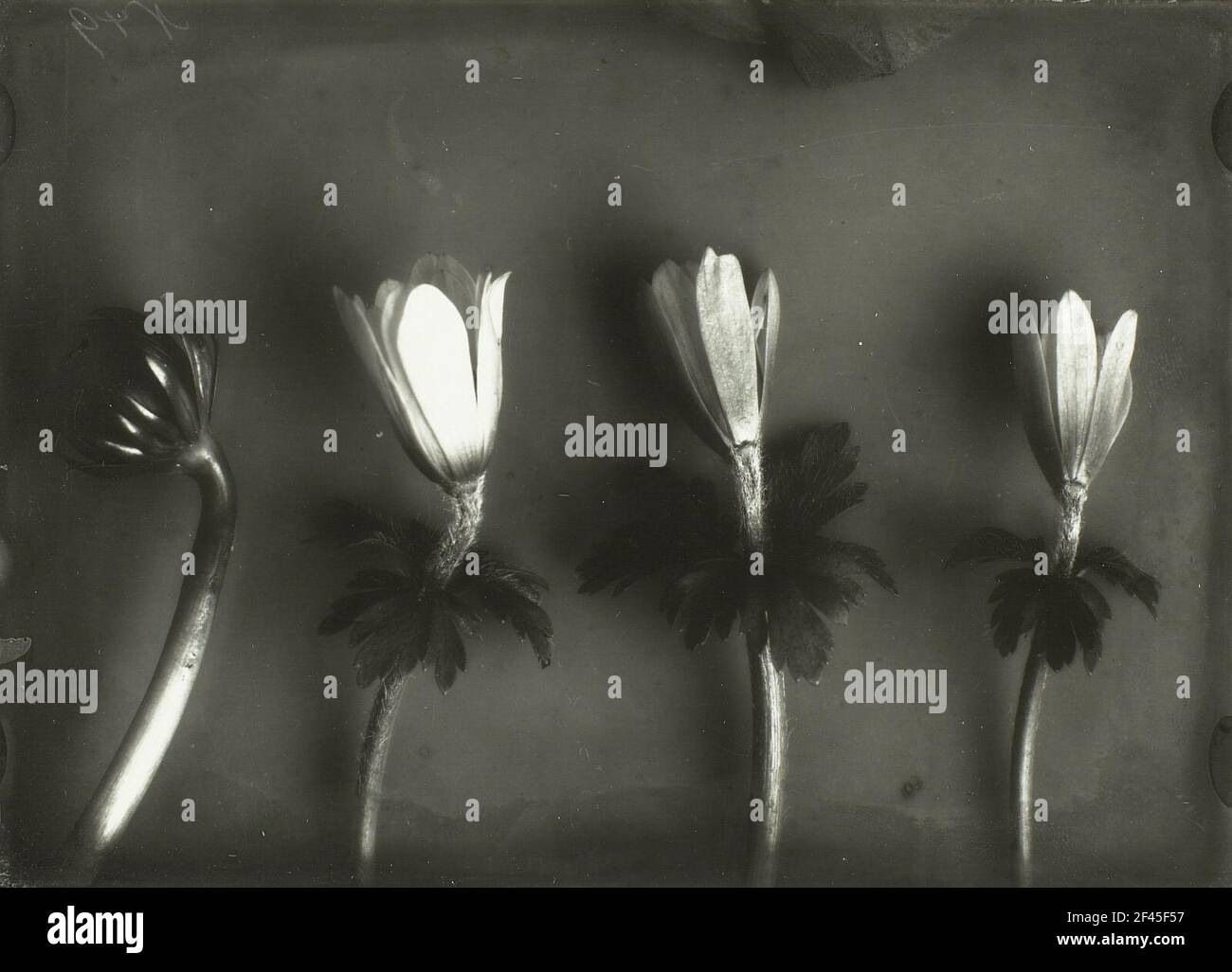 Plant study with inflorescences Stock Photo - Alamy