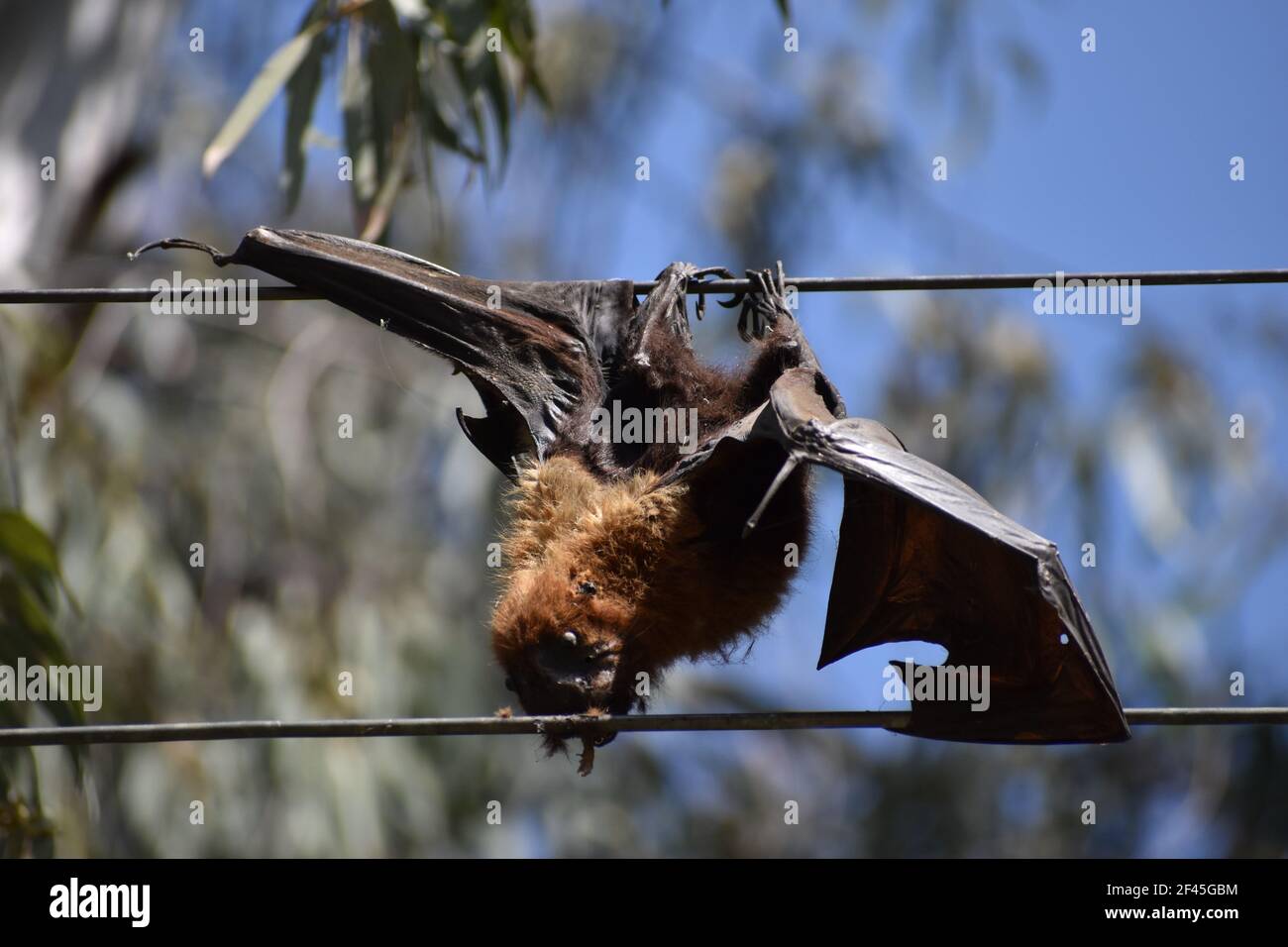 Dead bat on electric wire hi-res stock photography and images - Alamy