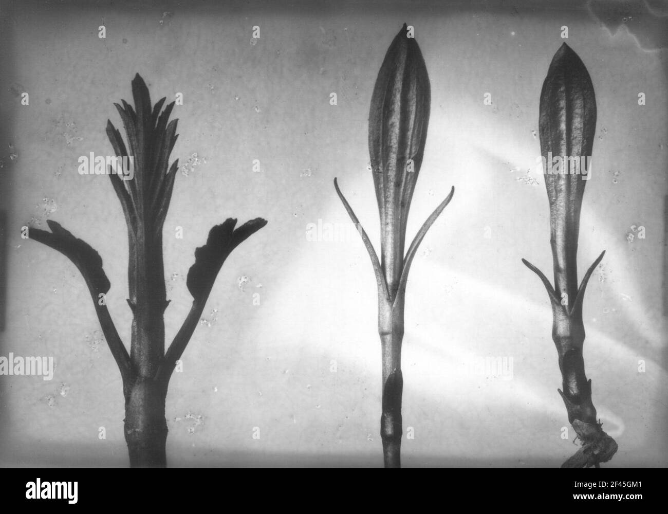 Plant study with inflorescence Stock Photo - Alamy