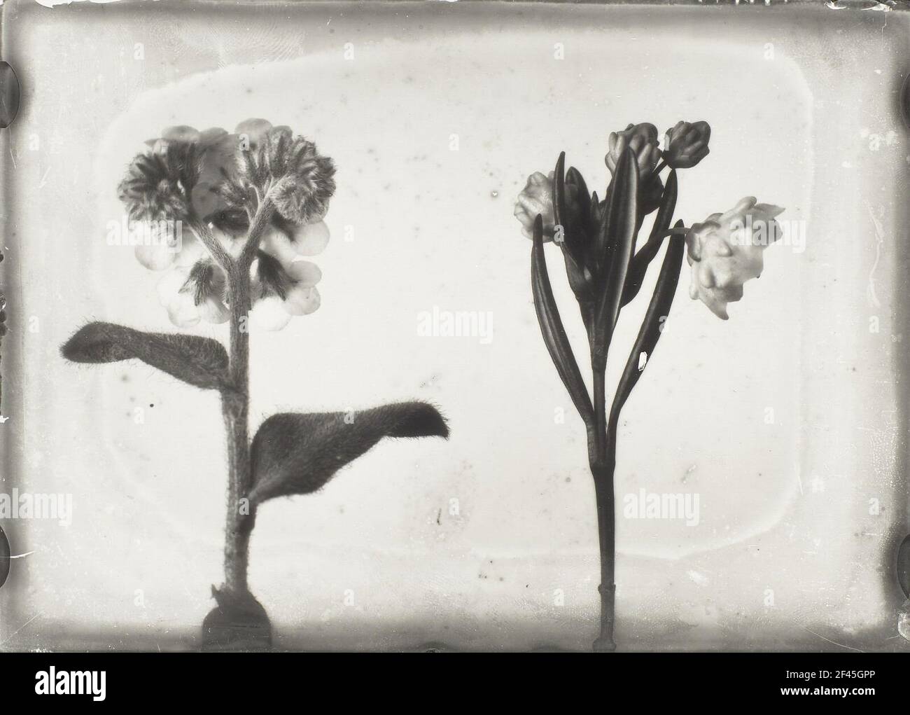 Plant study with inflorescences Stock Photo - Alamy