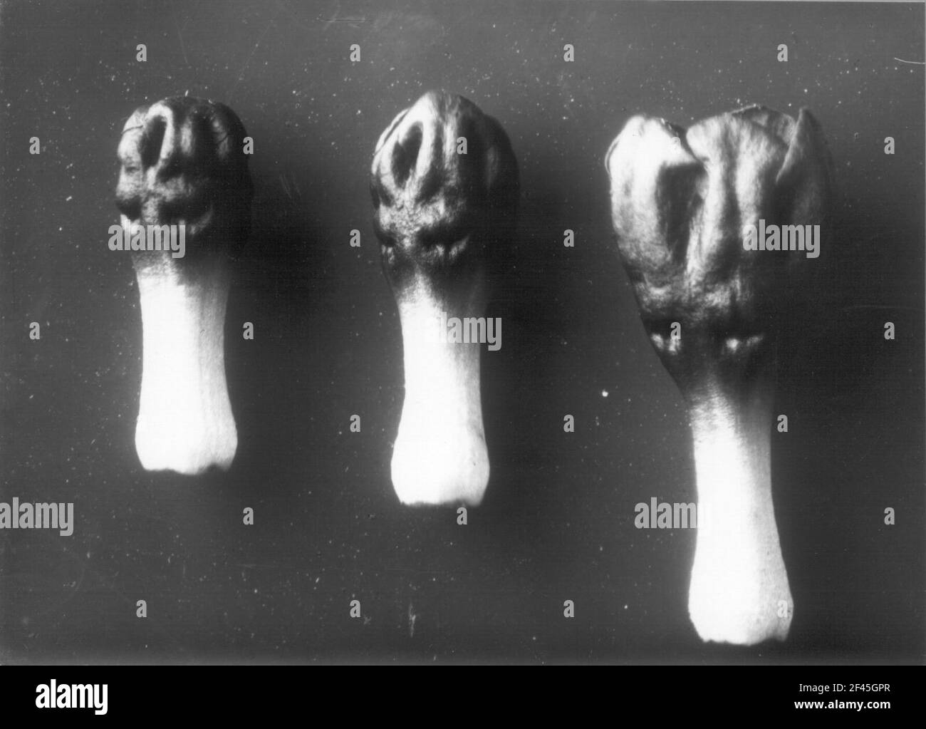 Plant study with inflorescence Stock Photo - Alamy