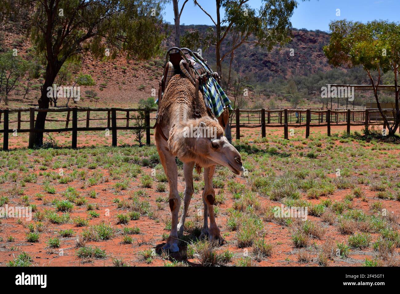 Australia, NT, camel for ride into outback Stock Photo - Alamy