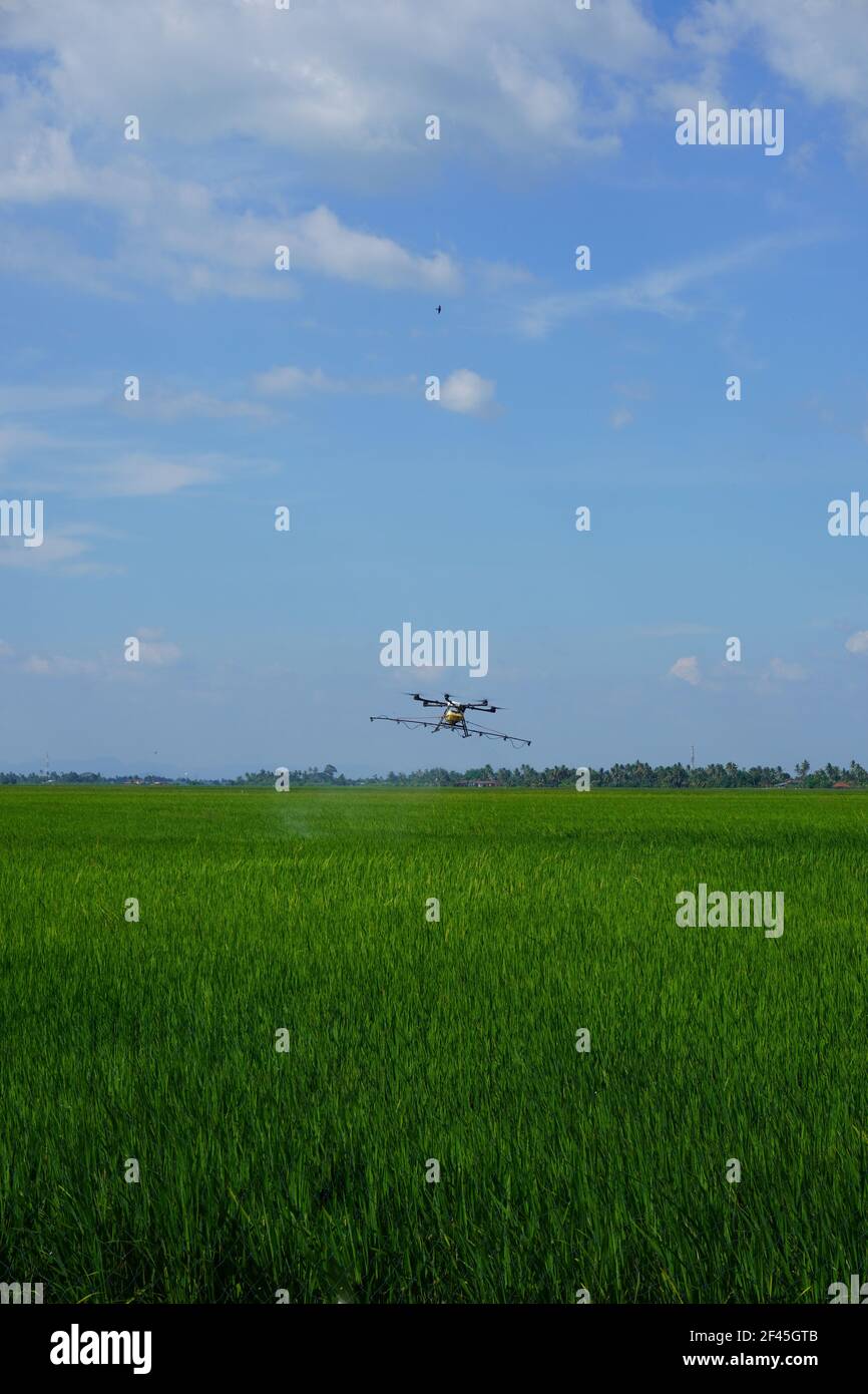 Agriculture drone fly to sprayed fertilizer on the paddy fields at Alor ...