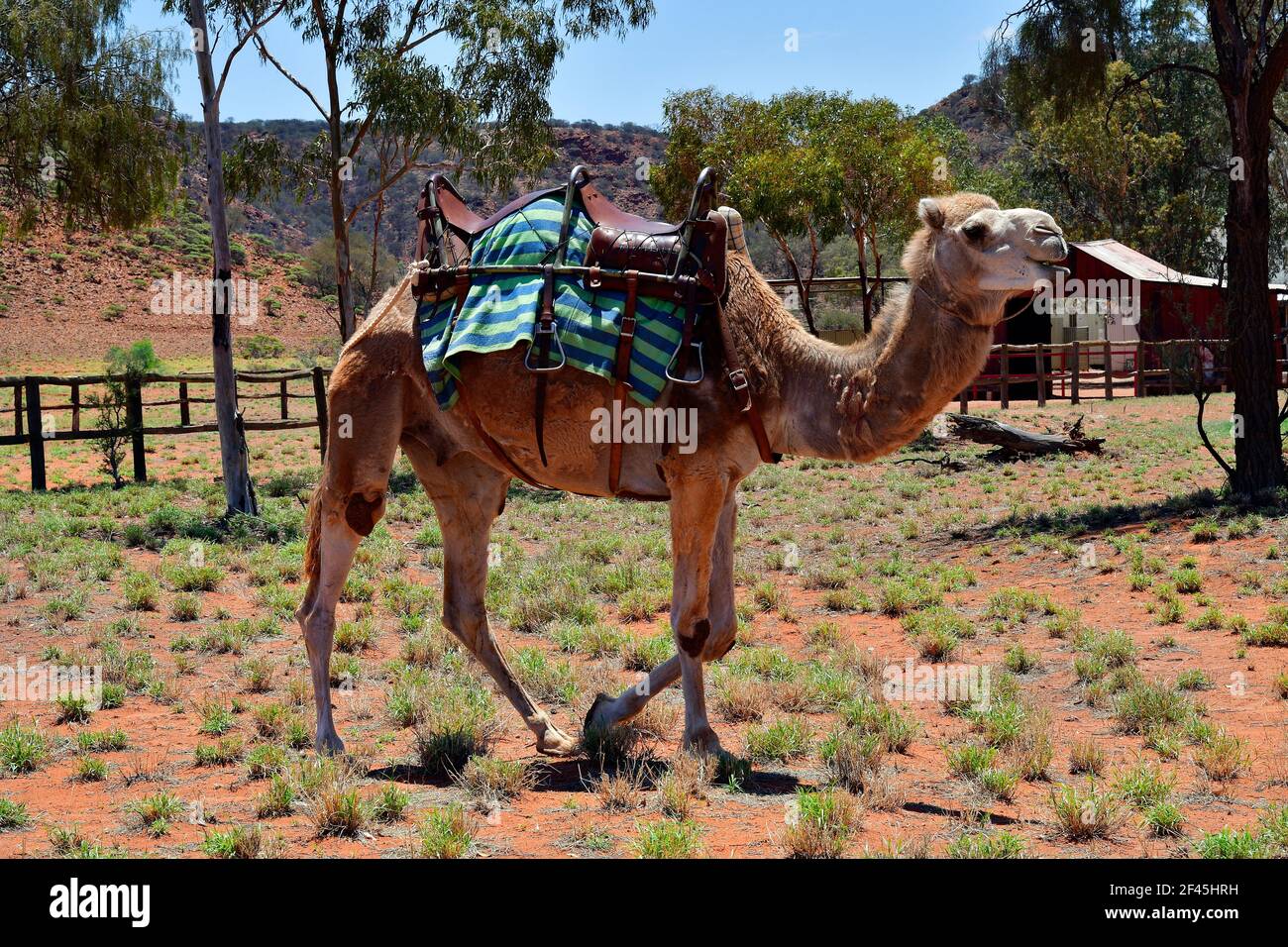 Australia, NT, camel for ride into outback Stock Photo - Alamy