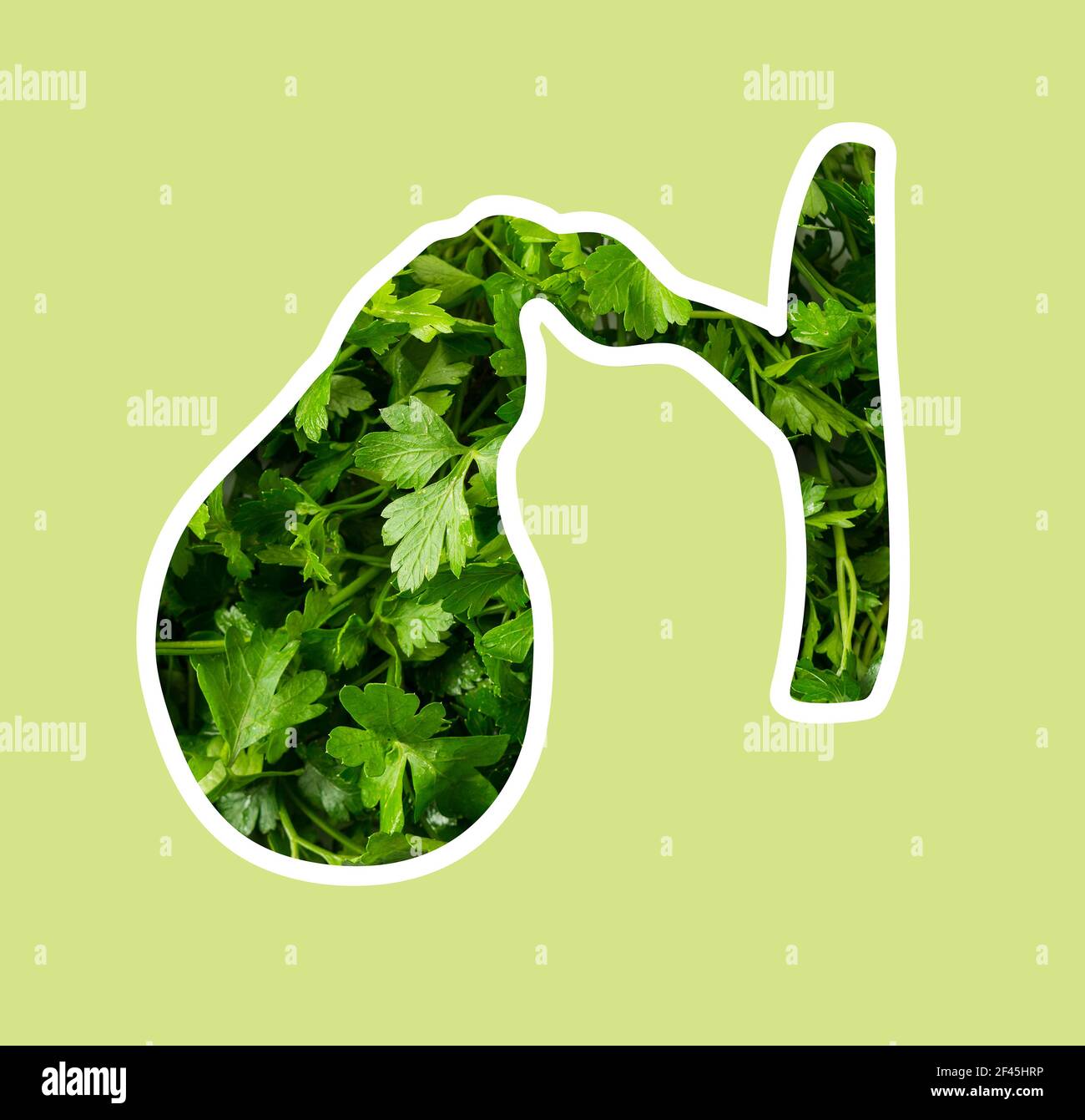 Human gallbladder in parsley. Fresh parsley in the shape of a ...