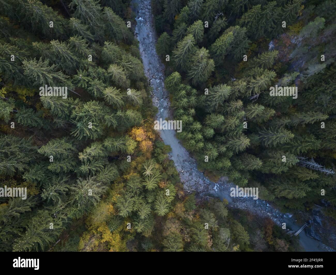 overview of water stream by trees in forest Stock Photo - Alamy