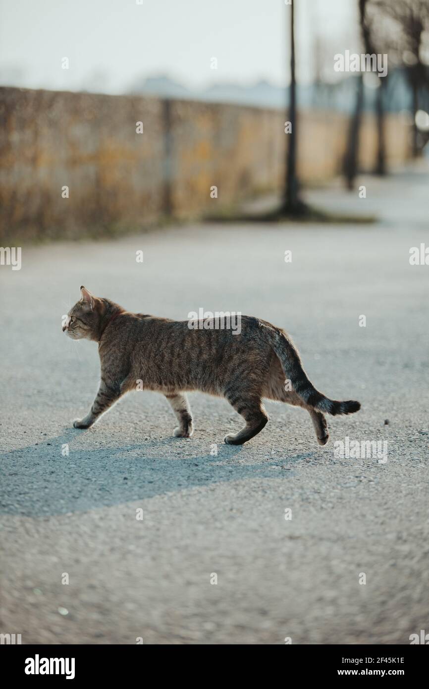 Cat walking streets hi-res stock photography and images - Alamy