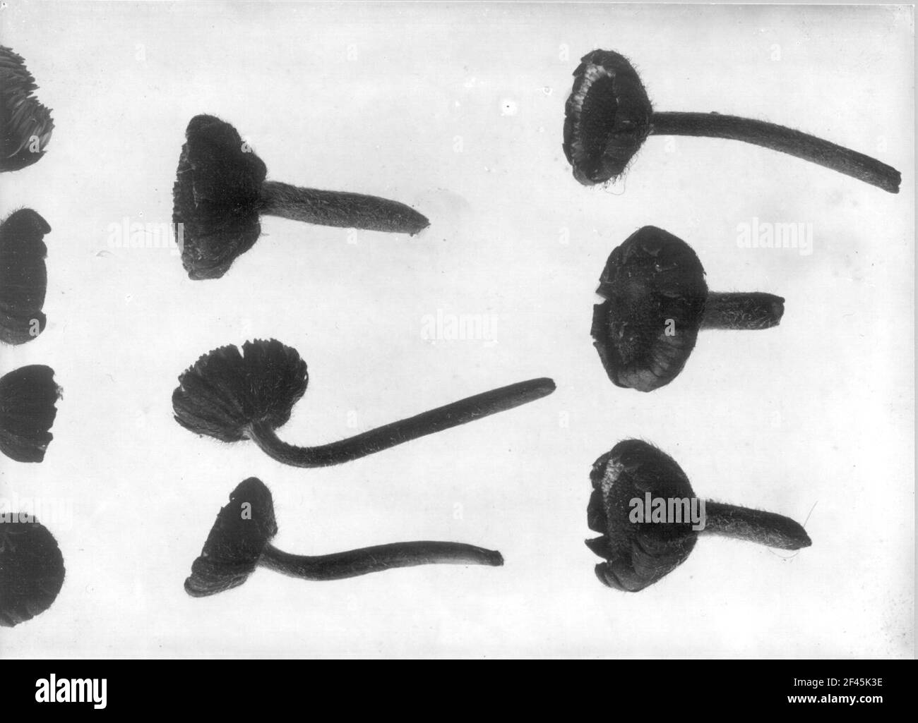 Study arrangement education Black and White Stock Photos & Images - Alamy