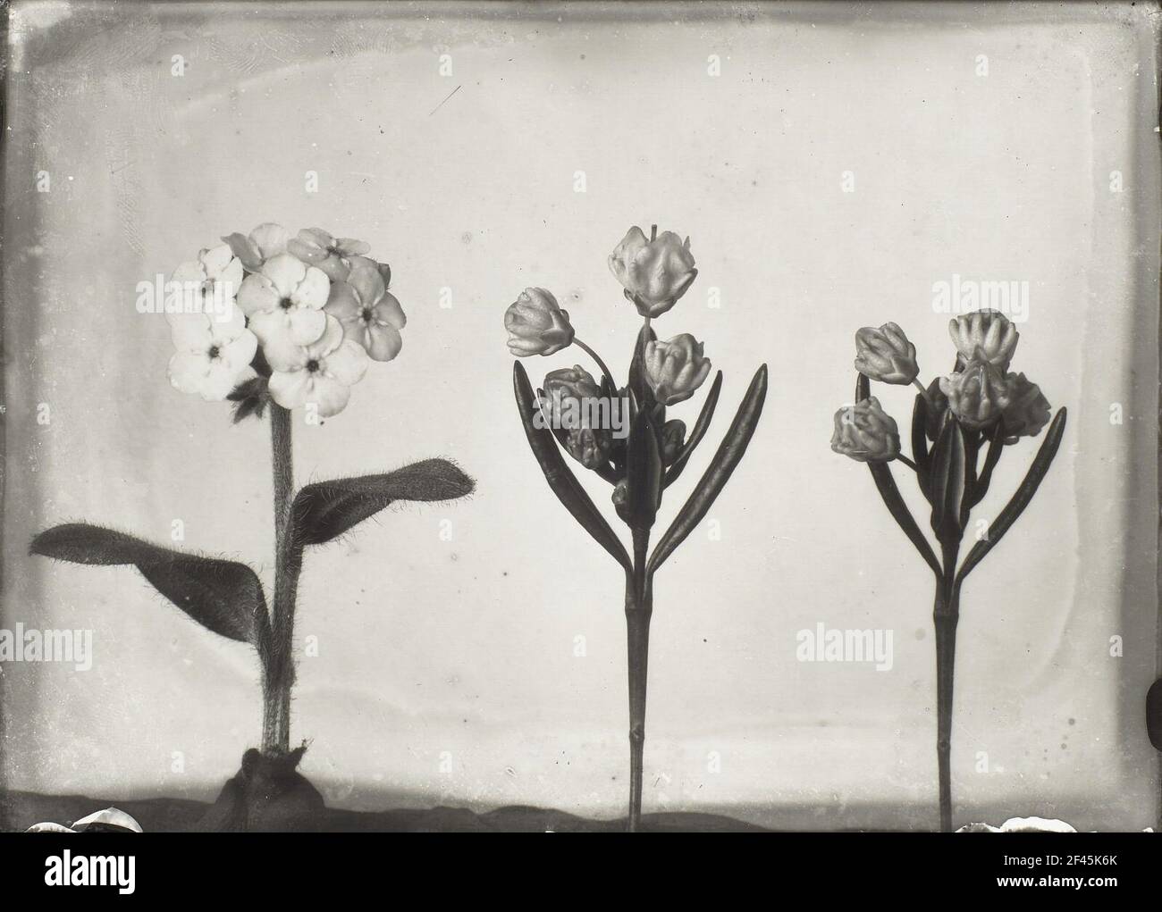 Plant study with inflorescence Stock Photo - Alamy