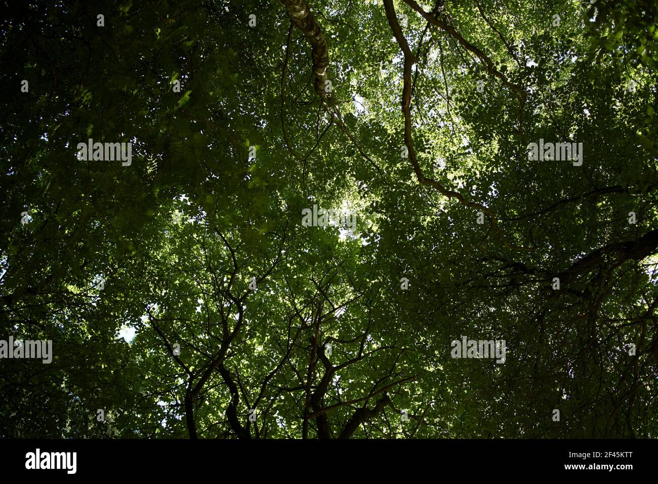 beech leaves on tree branch in a forest Stock Photo - Alamy