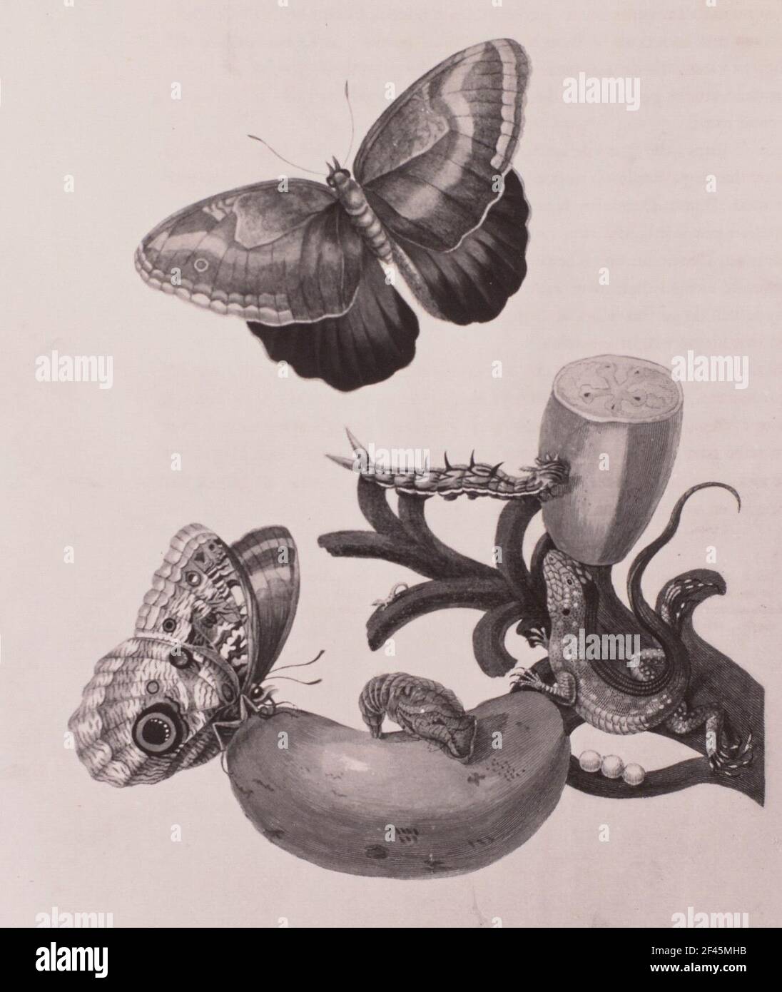 Maria Sibylla Merian (1647-1717). "Baccoves" from: Metamorphosis ...