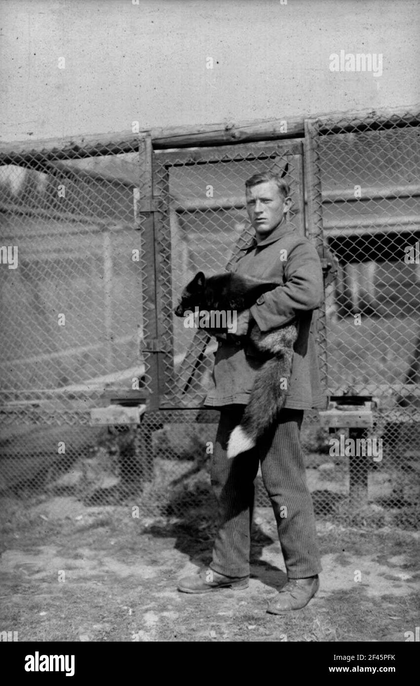 Silver fox fox Black and White Stock Photos & Images - Alamy