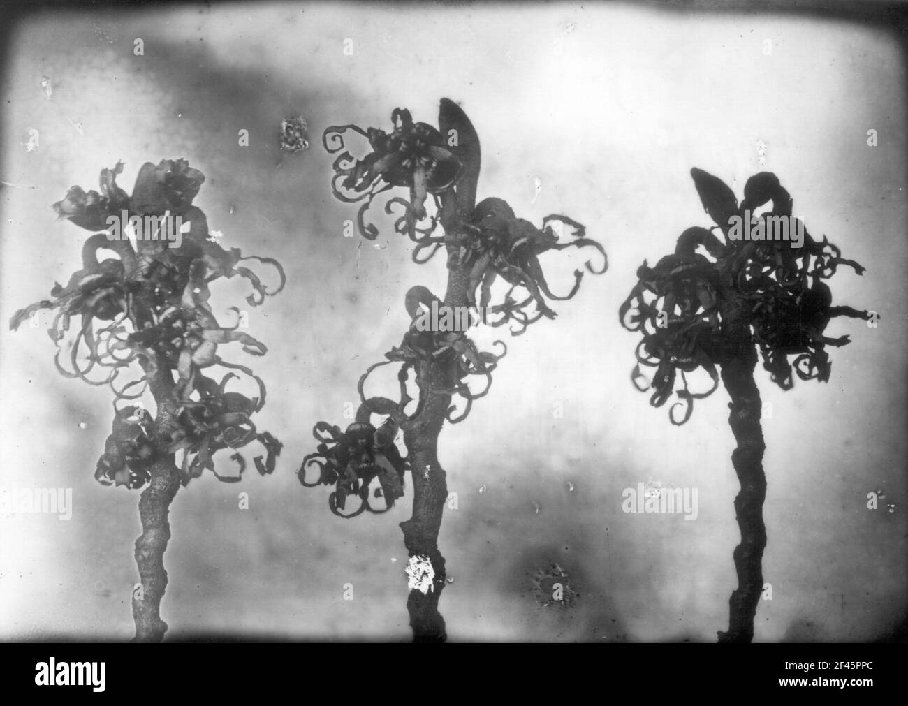 Japanese wizard (Hamamelis japonica). Flower Stock Photo - Alamy