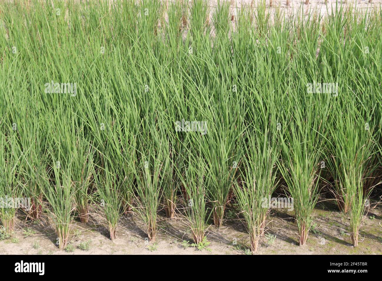 Paddy firm hi-res stock photography and images - Alamy