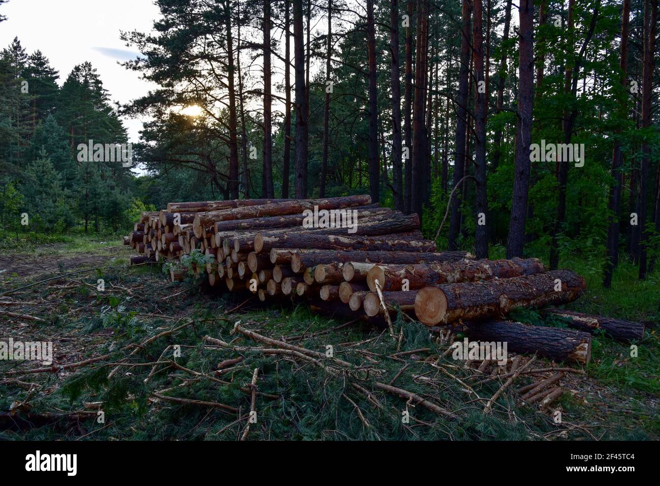 Pine tree logs in forest after clearing of plantation in forest. Raw ...