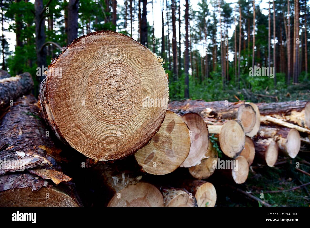 Tanbark harvesting hi-res stock photography and images - Alamy