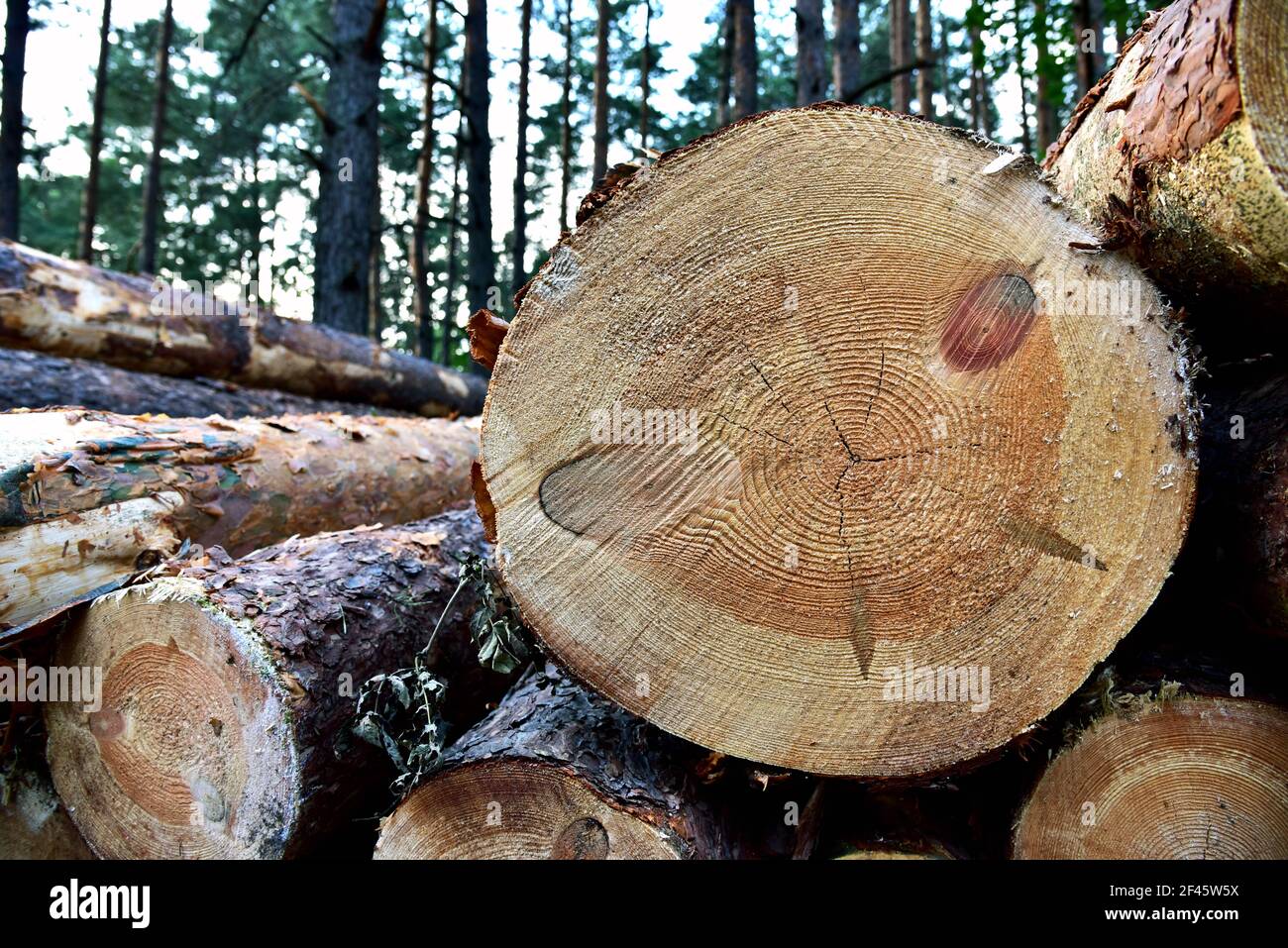 Pine tree logs in forest after clearing of plantation in forest. Raw ...