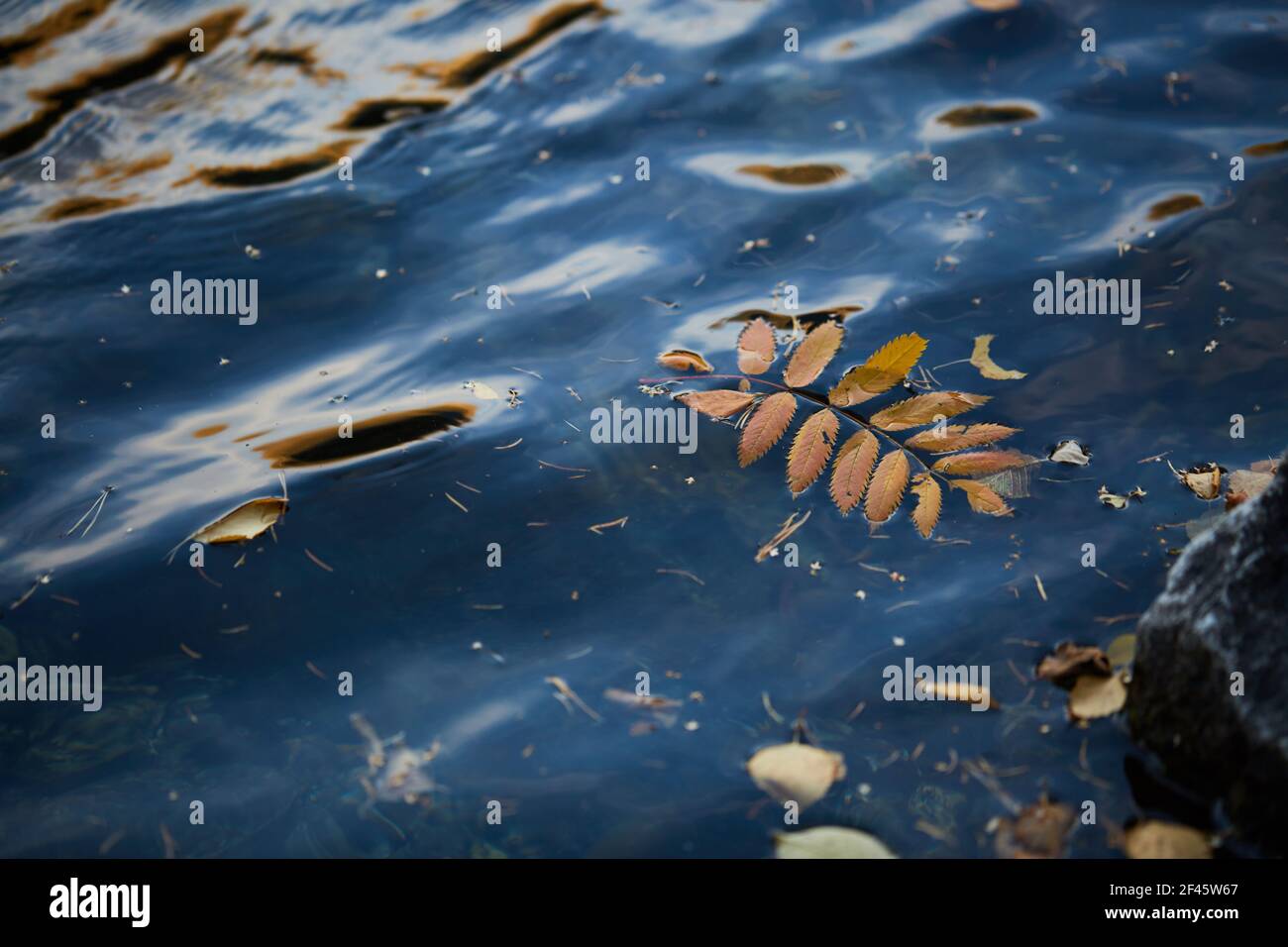 closeup of leaves and dirt falling in a lake Stock Photo - Alamy