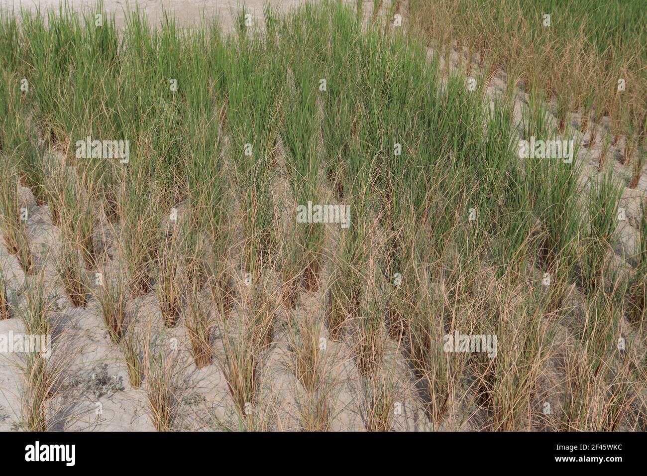 Paddy firm hi-res stock photography and images - Alamy