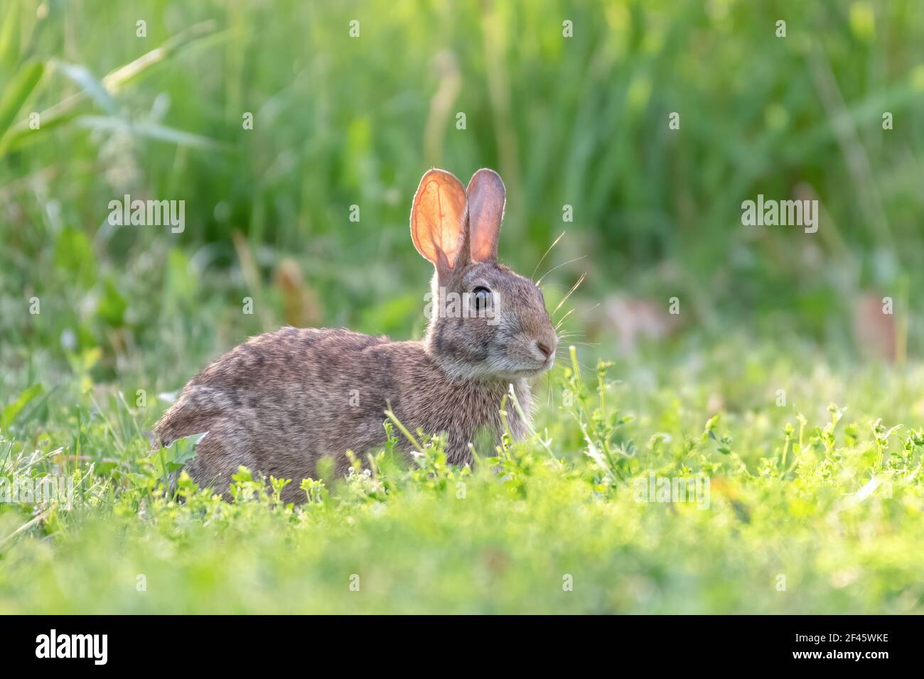 Eastern cottontail rabbit by a bike path Stock Photo - Alamy