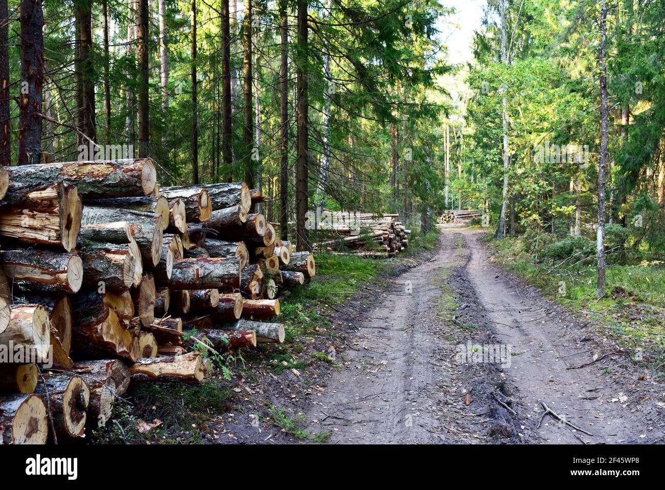 Pine tree logs in forest after clearing of plantation in forest. Raw ...