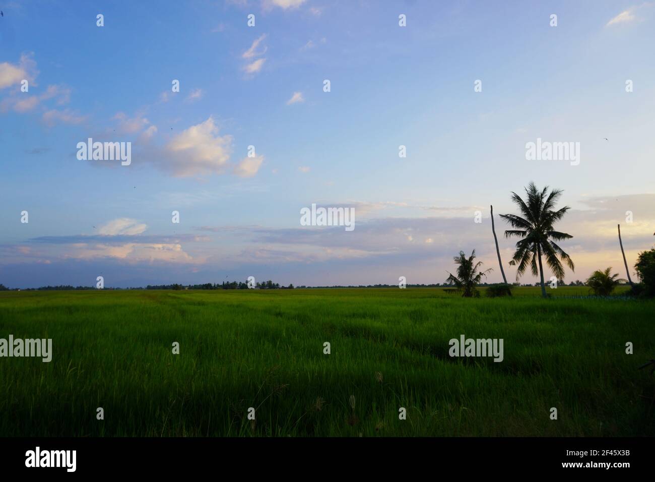 Kampung kuar jawa hi-res stock photography and images - Alamy