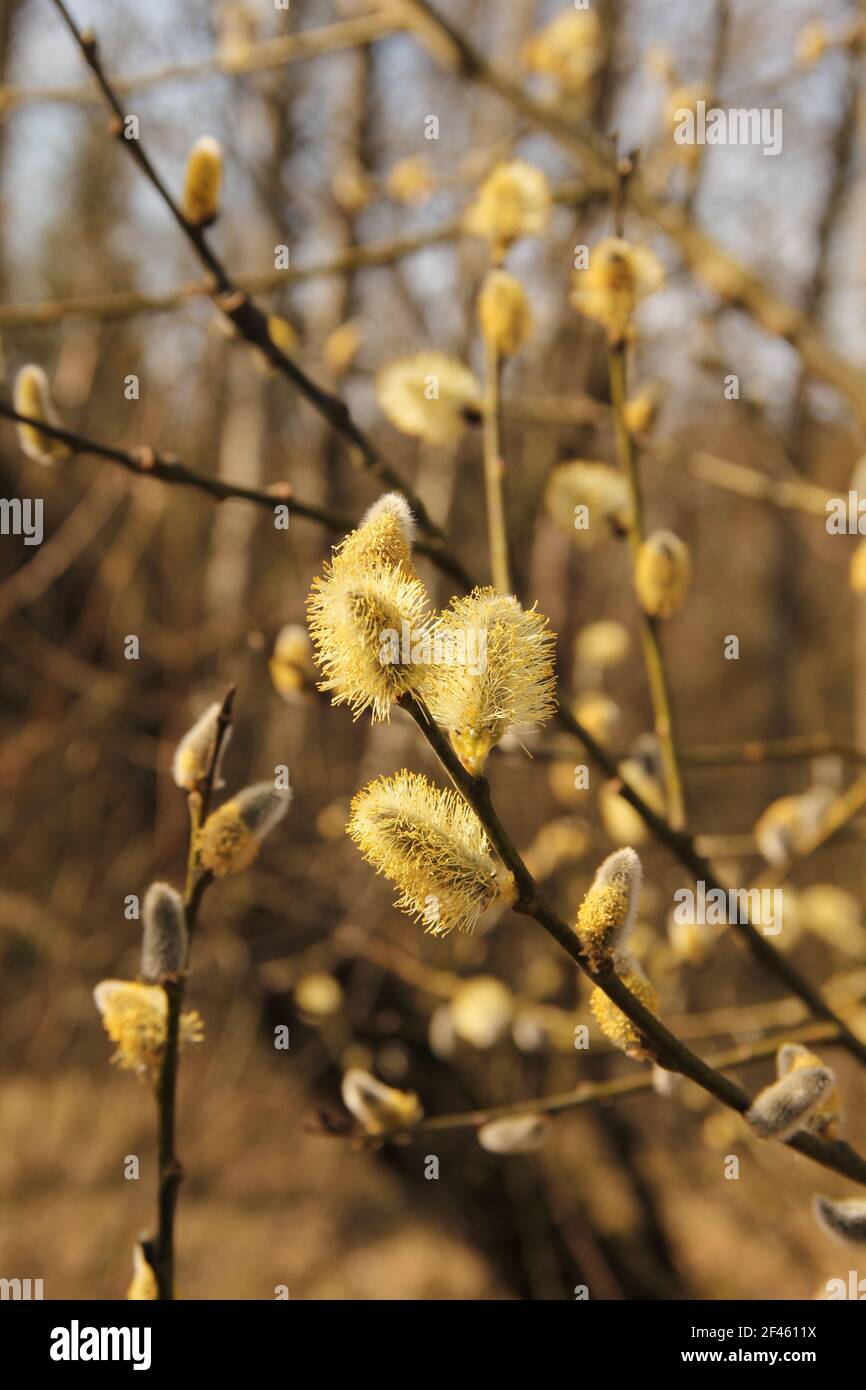 Sallow tree buds hi-res stock photography and images - Alamy
