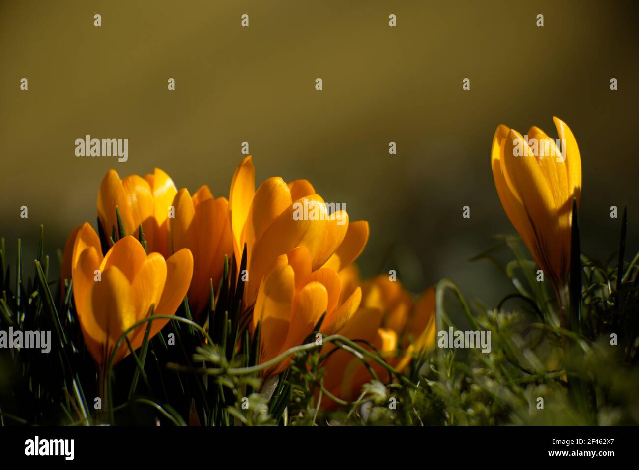 Crocus flavus, yellow crocus flower on a blurred background Stock Photo ...