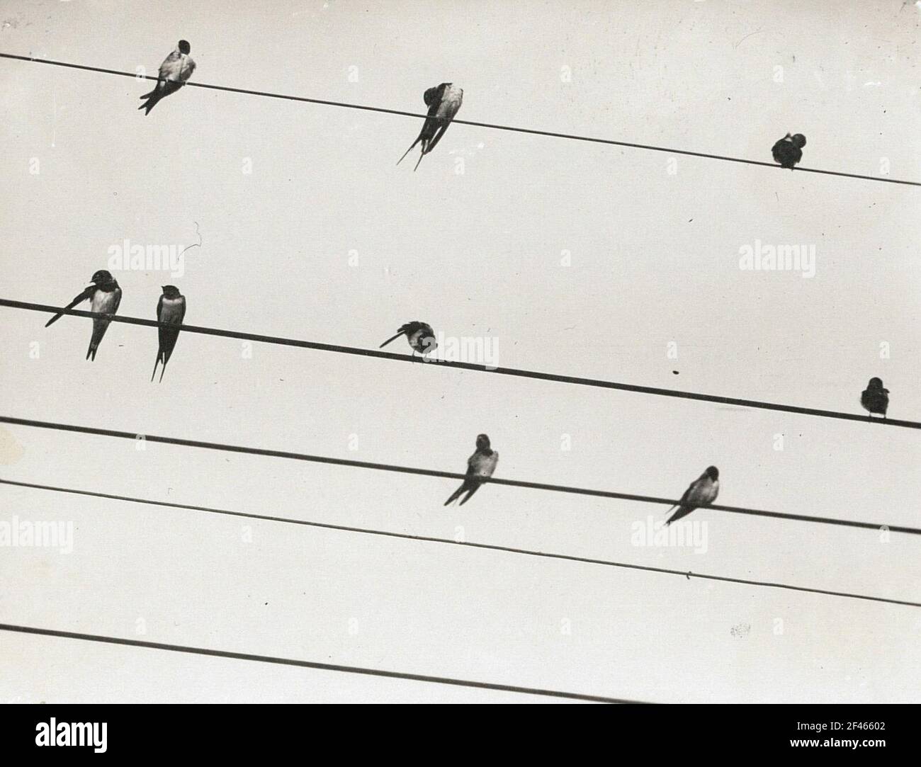 Smoke swallow (Hirundo Rústica L.), Ad. Birds with flied boys on ...
