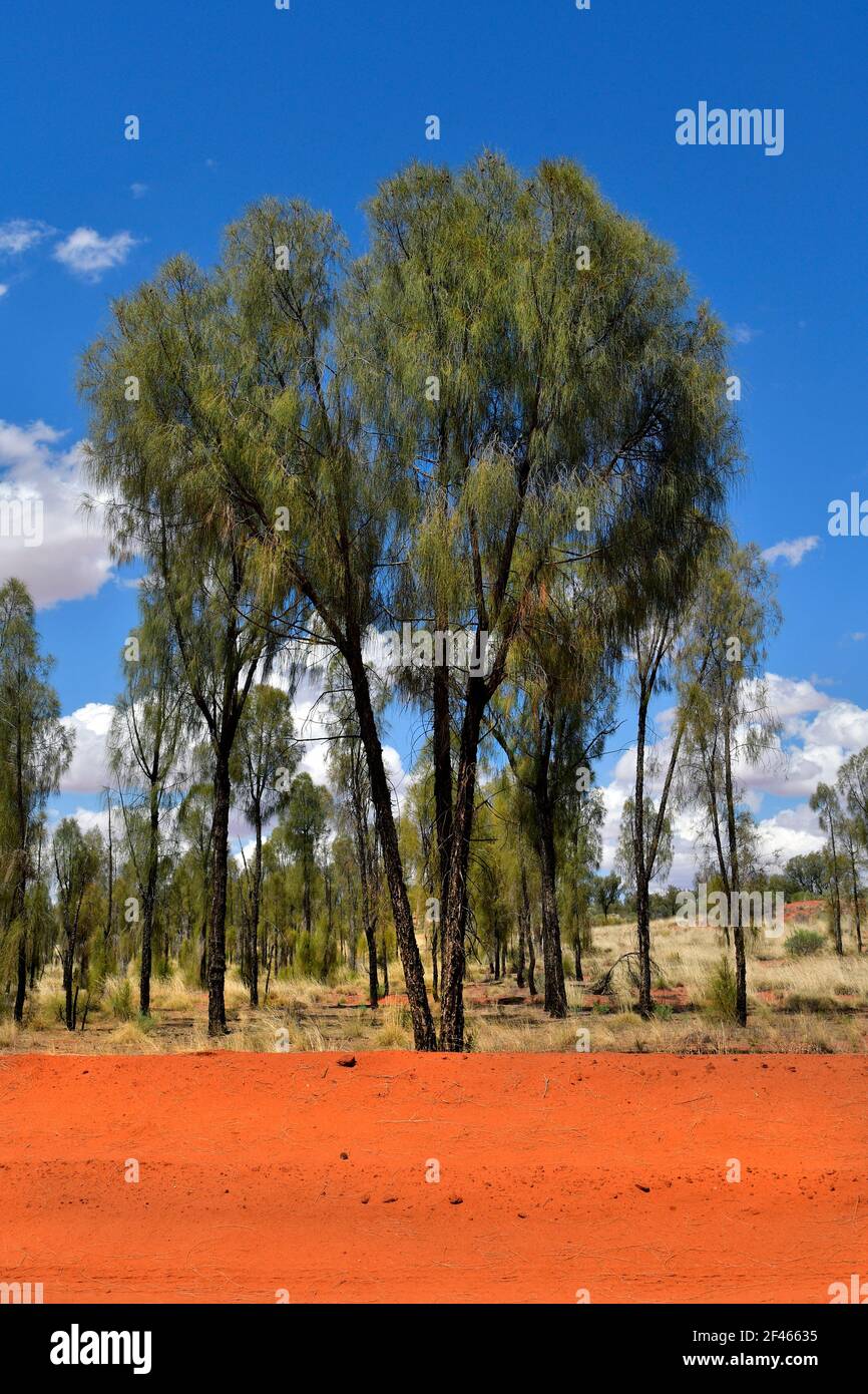 Australia, desert oaks trees in Rainbow valley national park in ...
