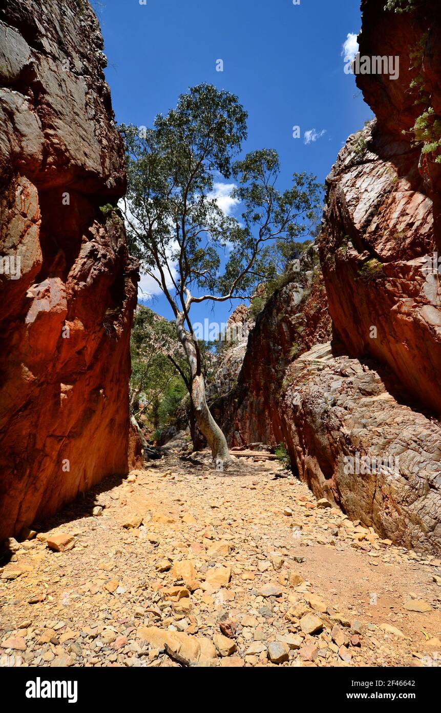 Australia, NT, remarkable Standley Chasm in McDonnell Range national ...