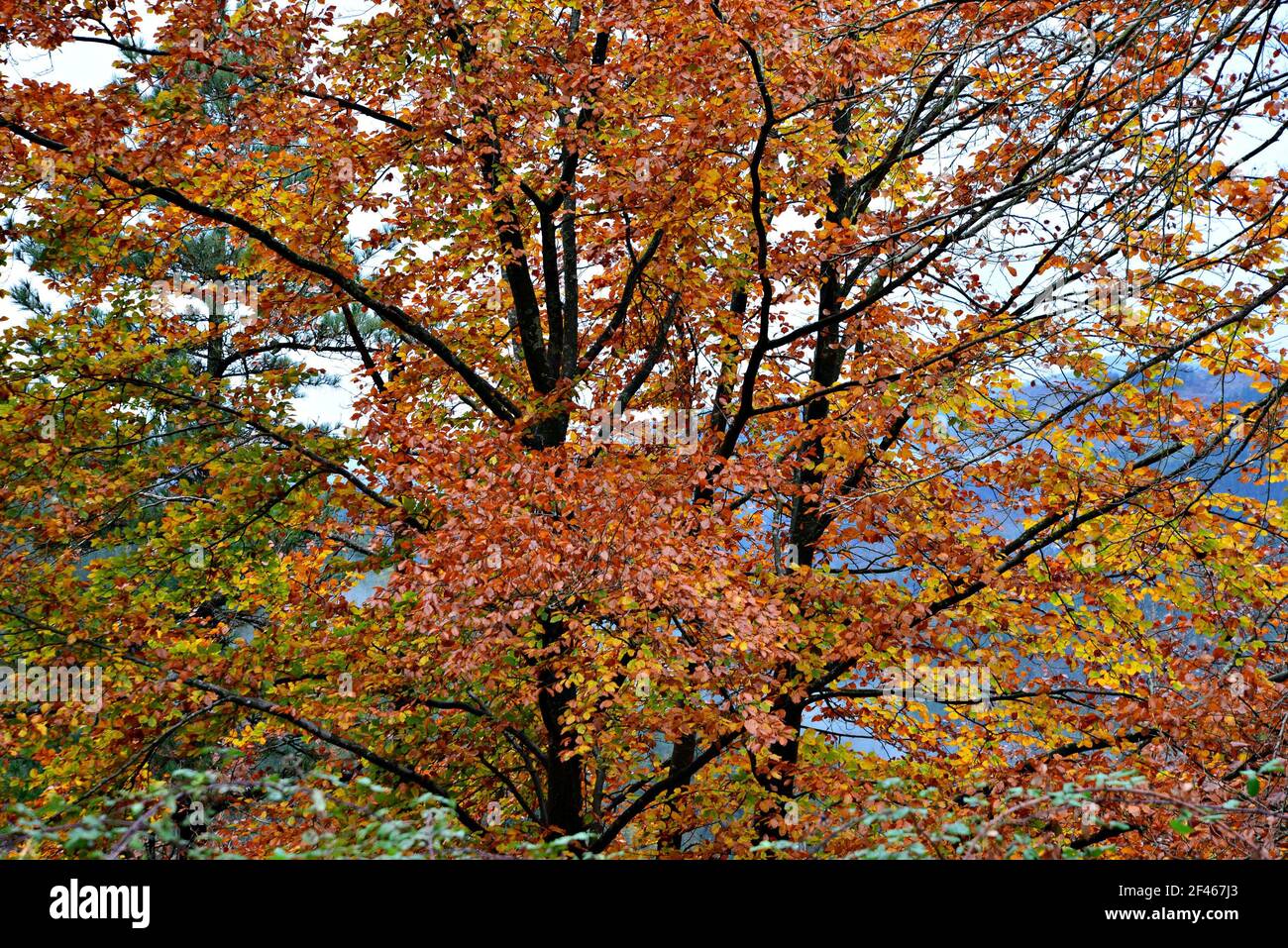 Autumn foliage in the countryside of Basque country in Spain Stock ...