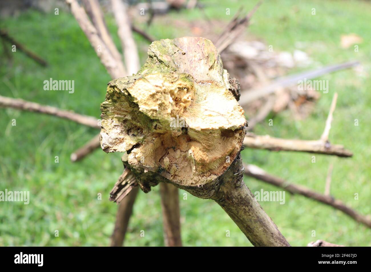 Rotten tree city hi-res stock photography and images - Alamy