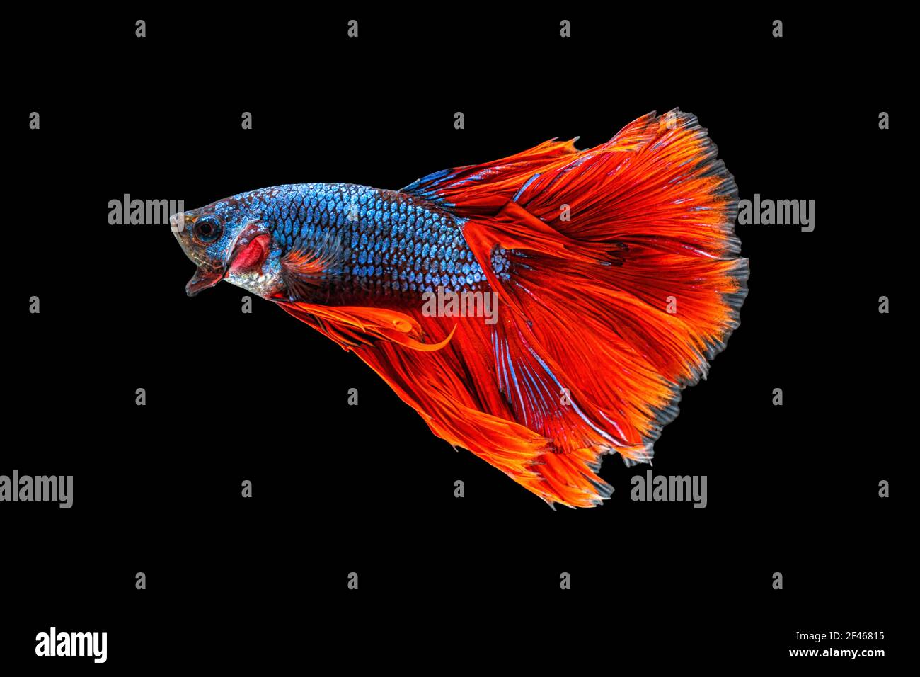 Movement beautiful of colorful siamese betta fish or half moon betta ...