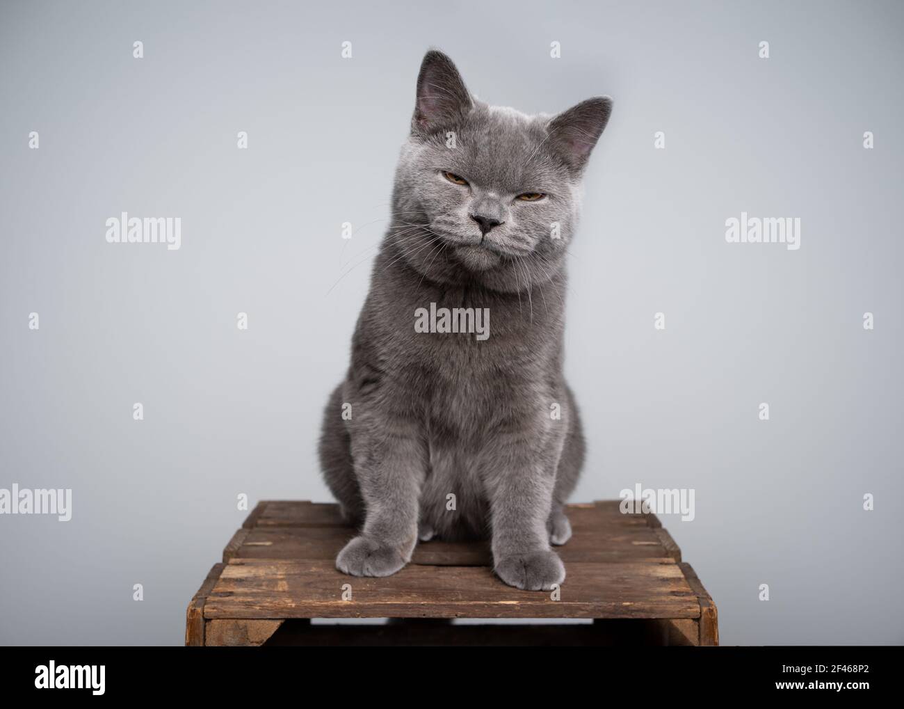 Old grumpy cat fluffy hi-res stock photography and images - Alamy