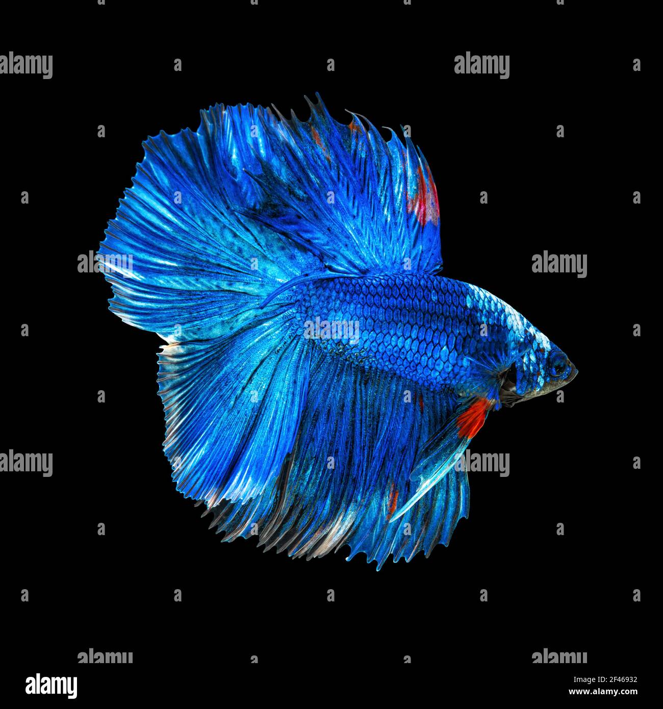 Movement beautiful of colorful siamese betta fish or half moon betta ...