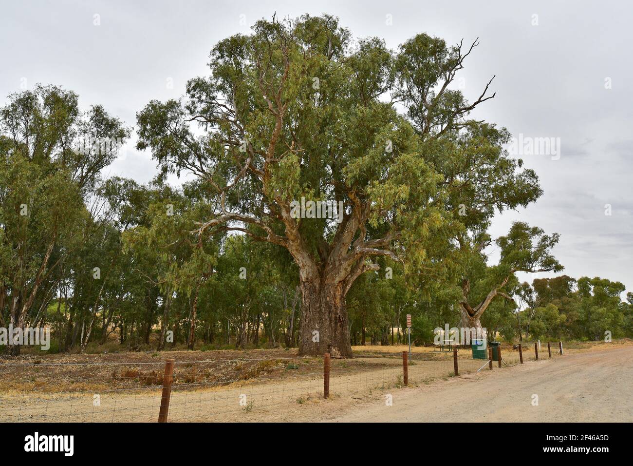 Australia, 600 years old giant gum tree in Orroroo, South Australia ...