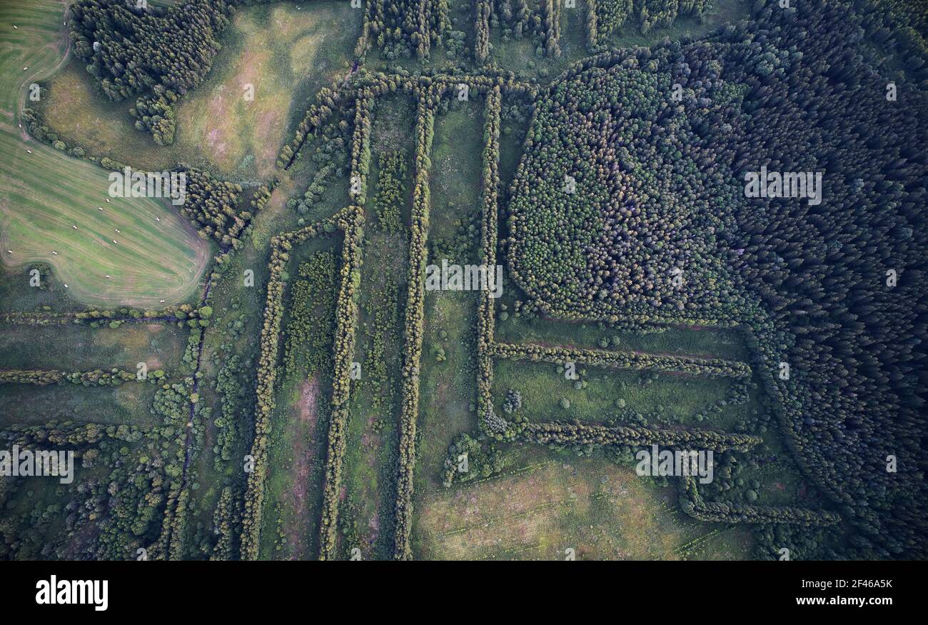 Field with lines of forest aerial above top view Stock Photo - Alamy
