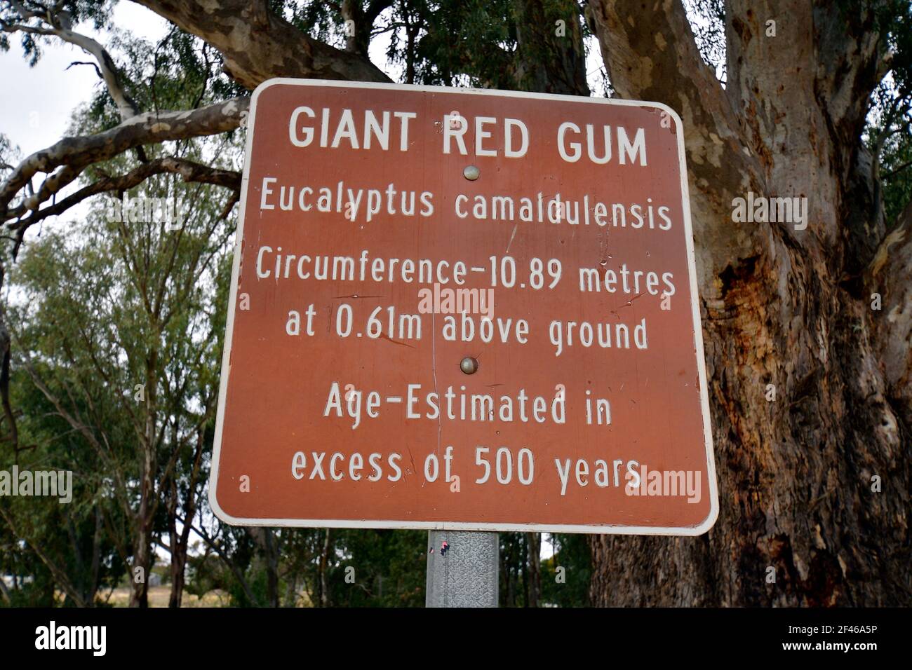 Australia, giant gum tree in Orroroo, South Australia Stock Photo - Alamy
