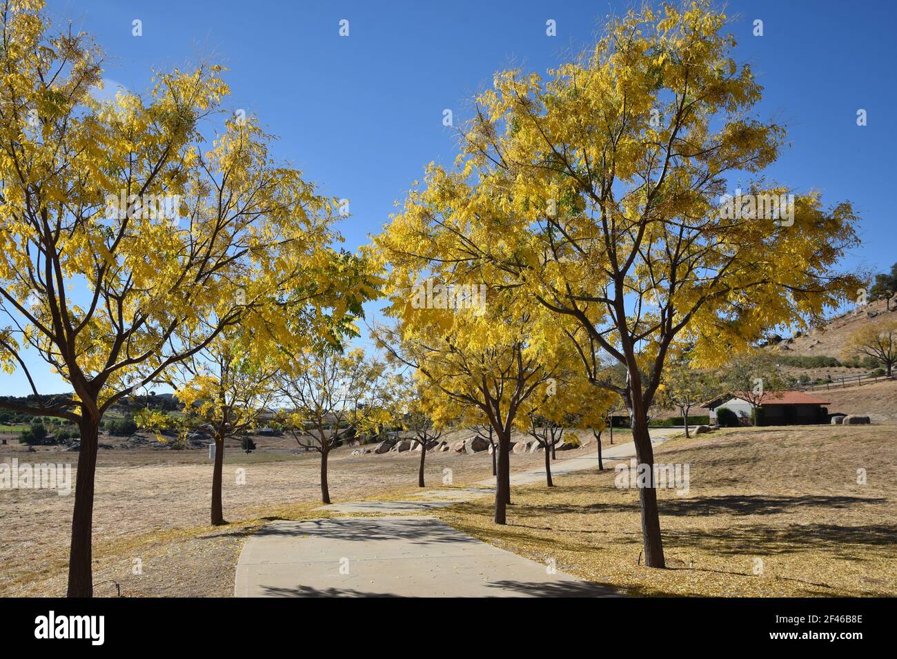 Autumn landscape with golden maple tree foliage in Alpine San Diego ...